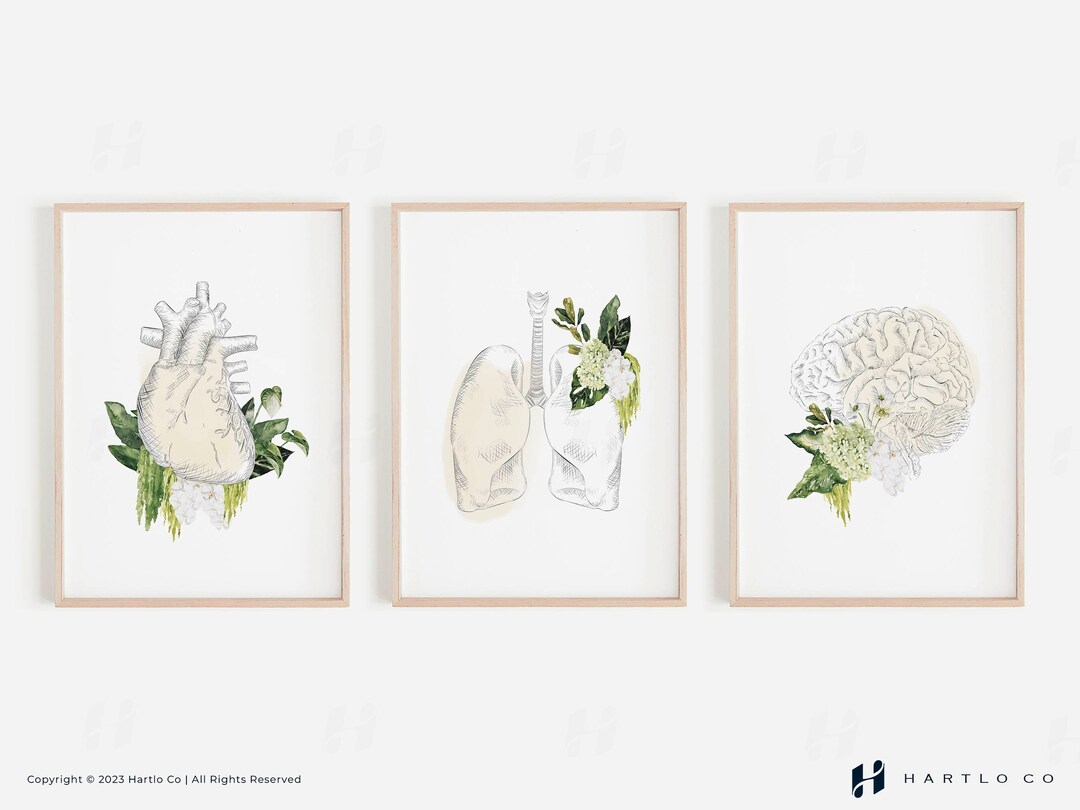 Organ Watercolor Anatomy Wall Art, Medical Office Decor, Anatomical ...