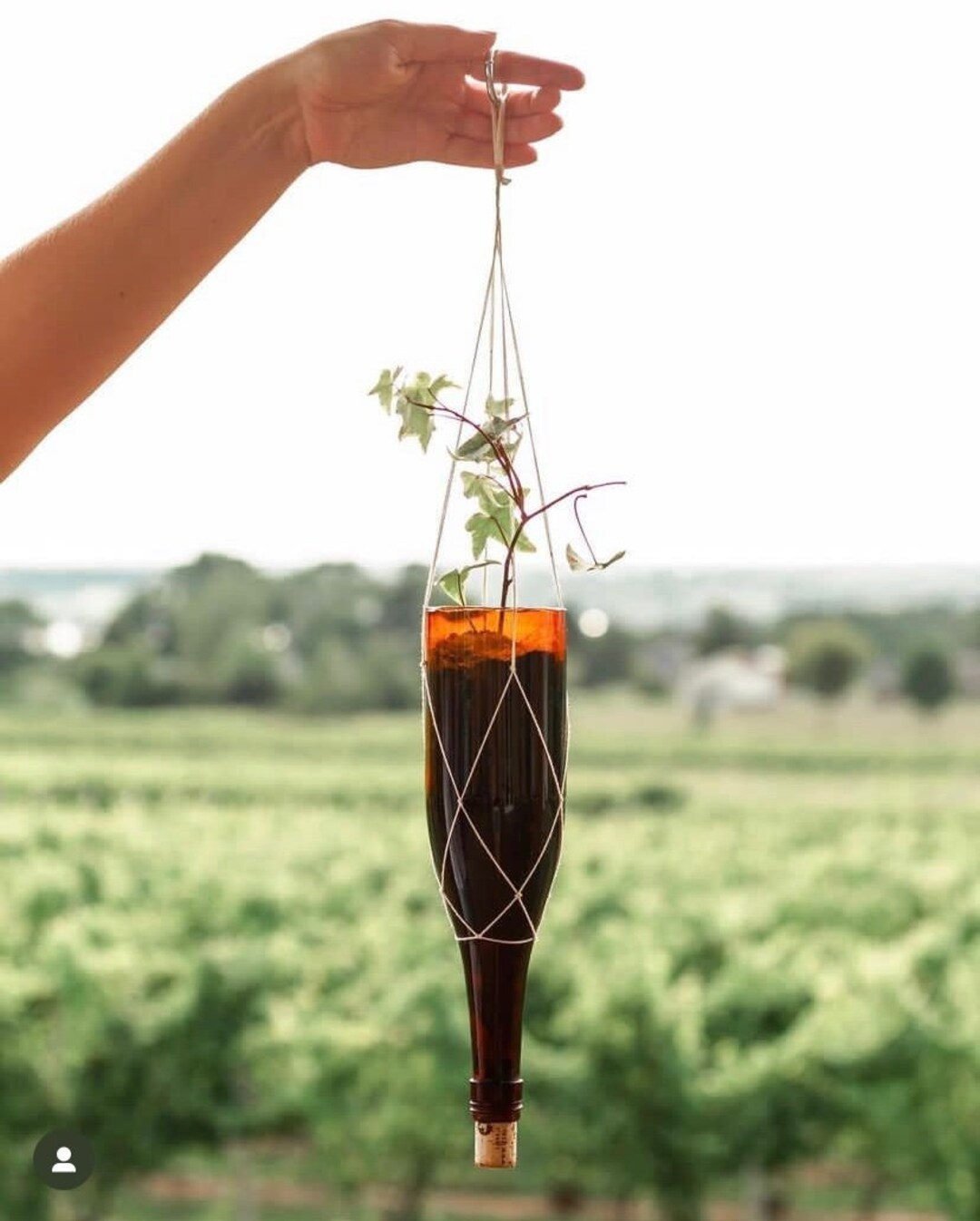 Wine Bottle Hanging Planters | Wine Gifts | Wine Lover | Recycled Wine ...