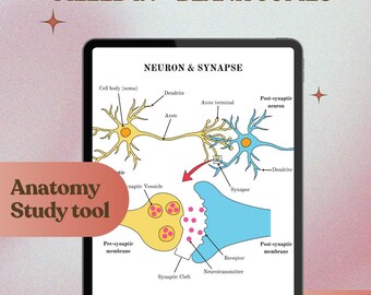 synapse diagram neuron