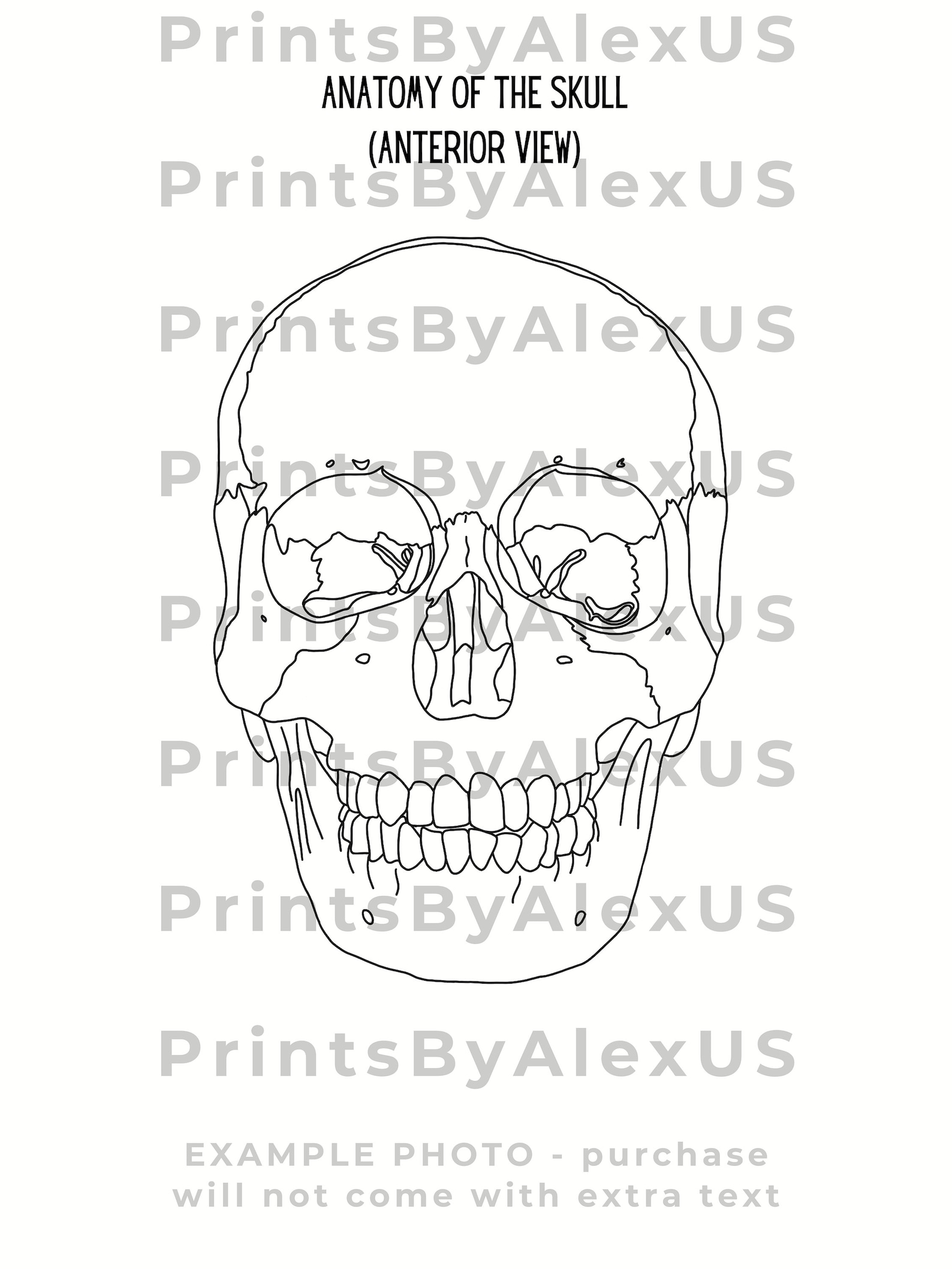 Anatomy of the Skull | Anatomy Study Tool | Learning Diagram | Anatomy ...