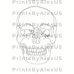 Anatomy of the Skull | Anatomy Study Tool | Learning Diagram | Anatomy ...
