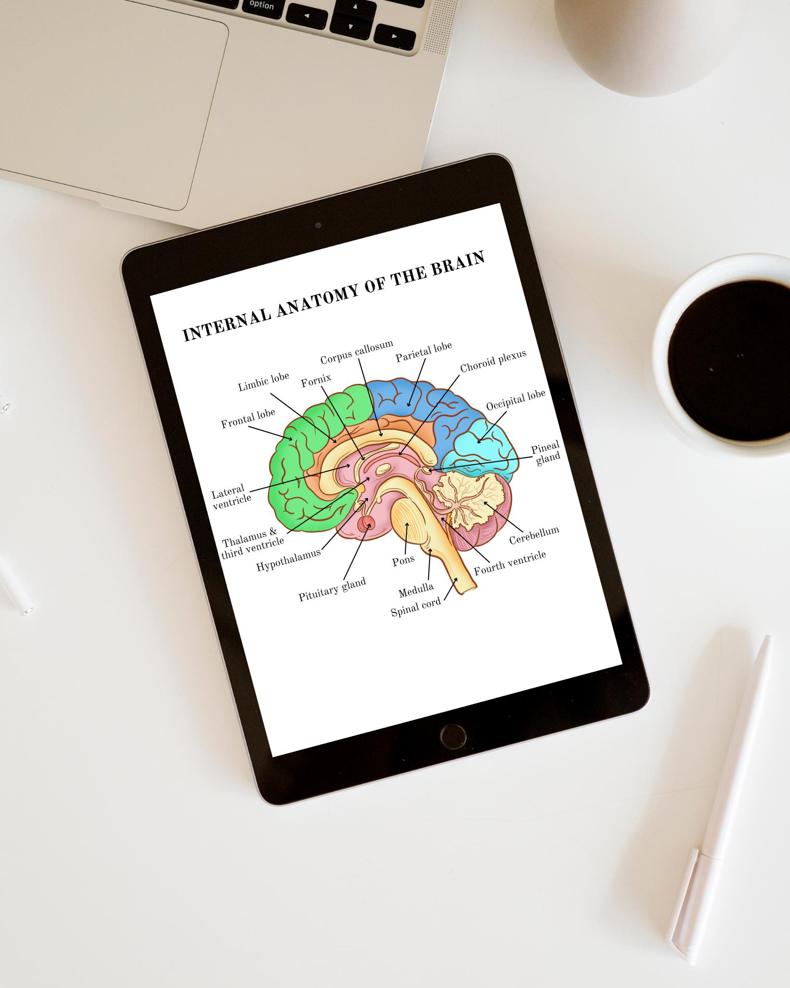 Brain Anatomy | Anatomy Study Tool | Neurology Study Tool| Digital ...