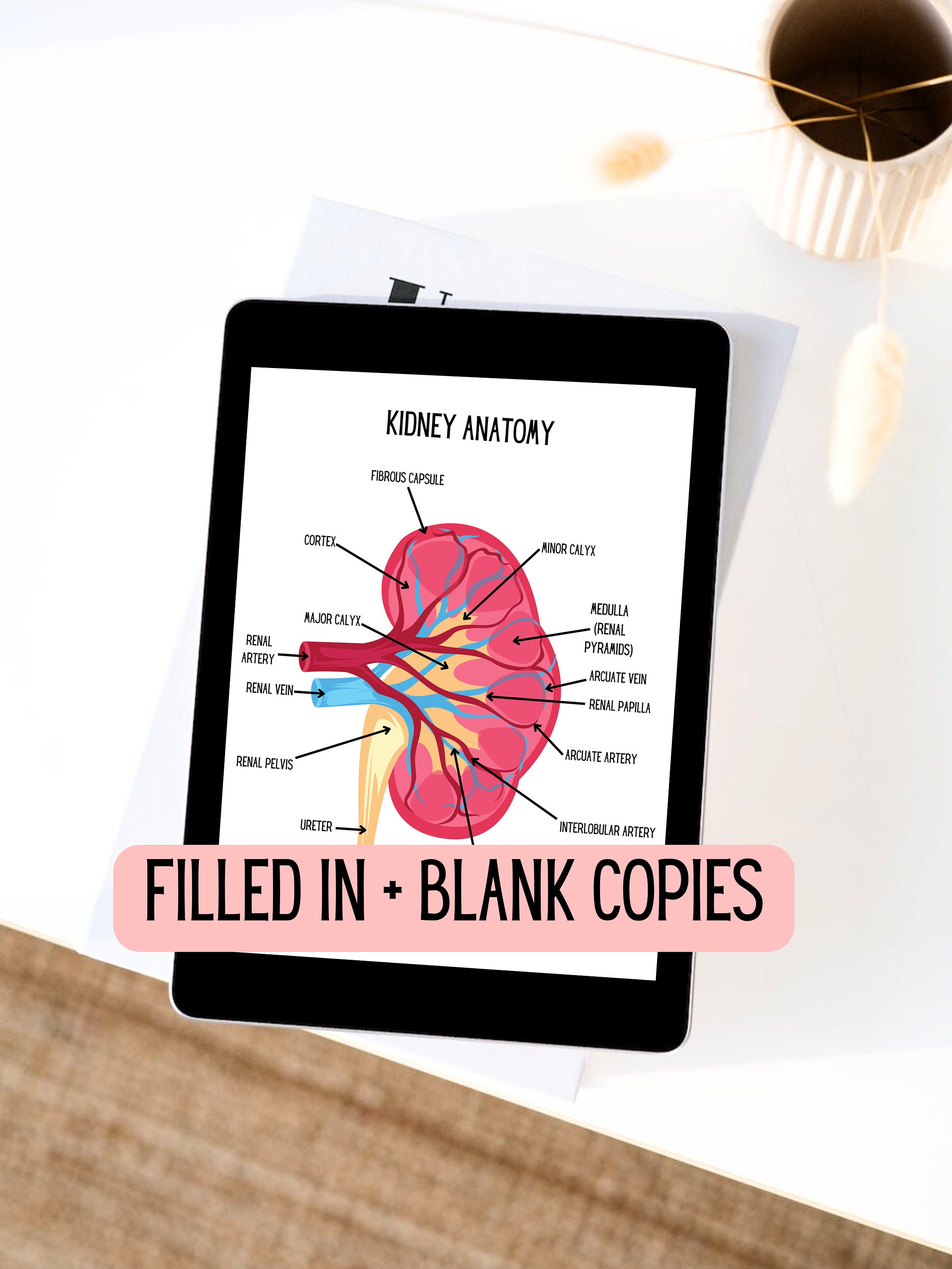 Blank Fill In The Kidney