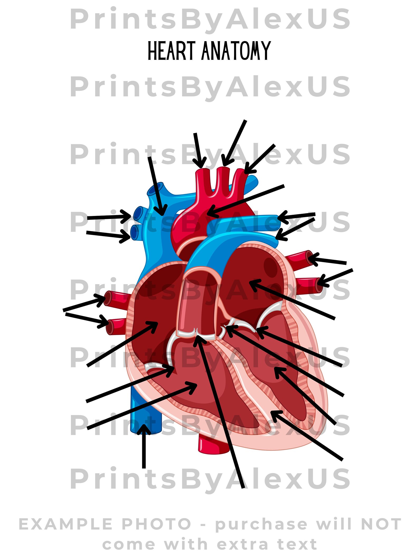 Heart Anatomy Diagram | Human Anatomy | Anatomy Study Tool | Heart ...