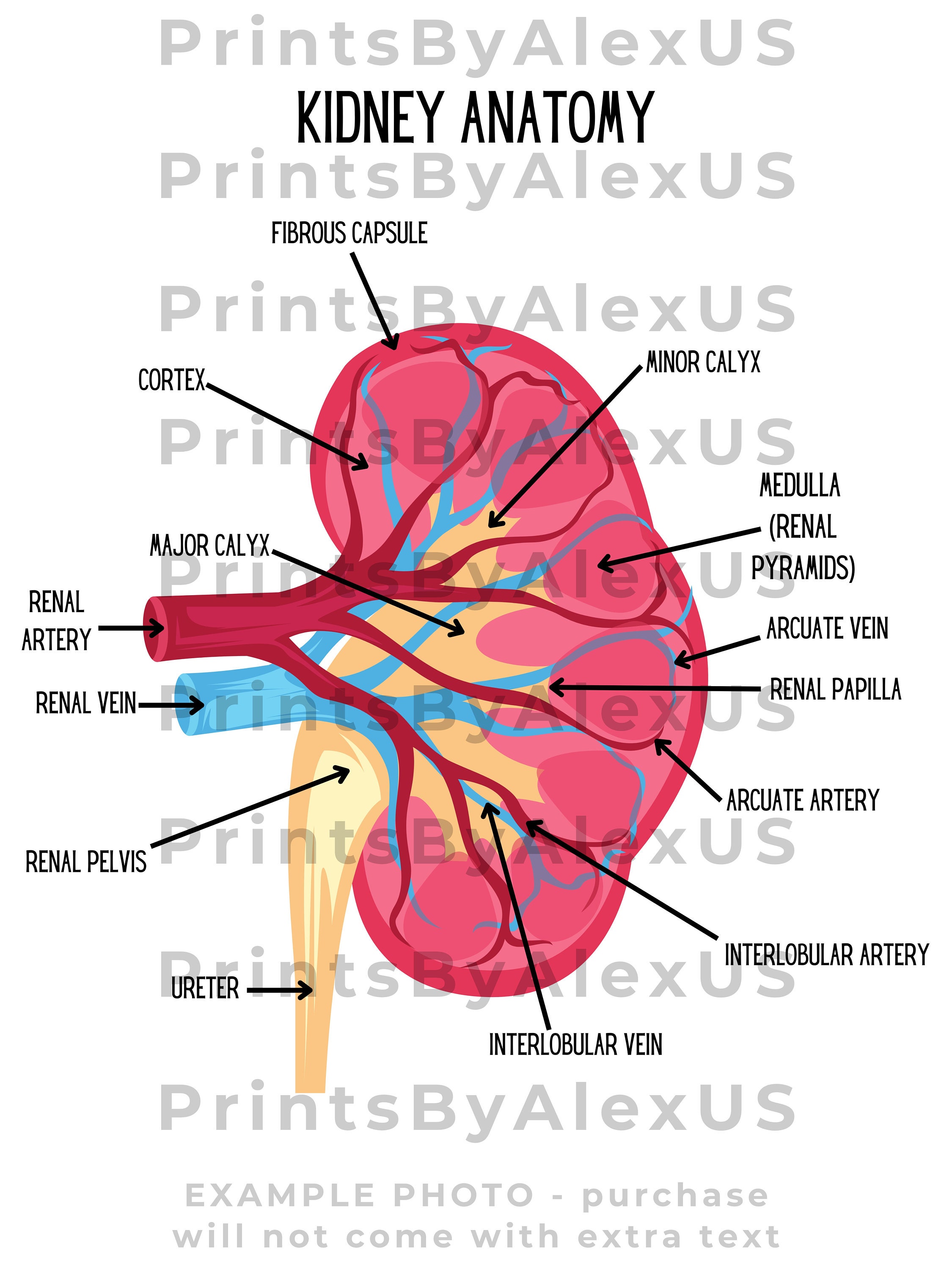 Kidney Diagram Labeled
