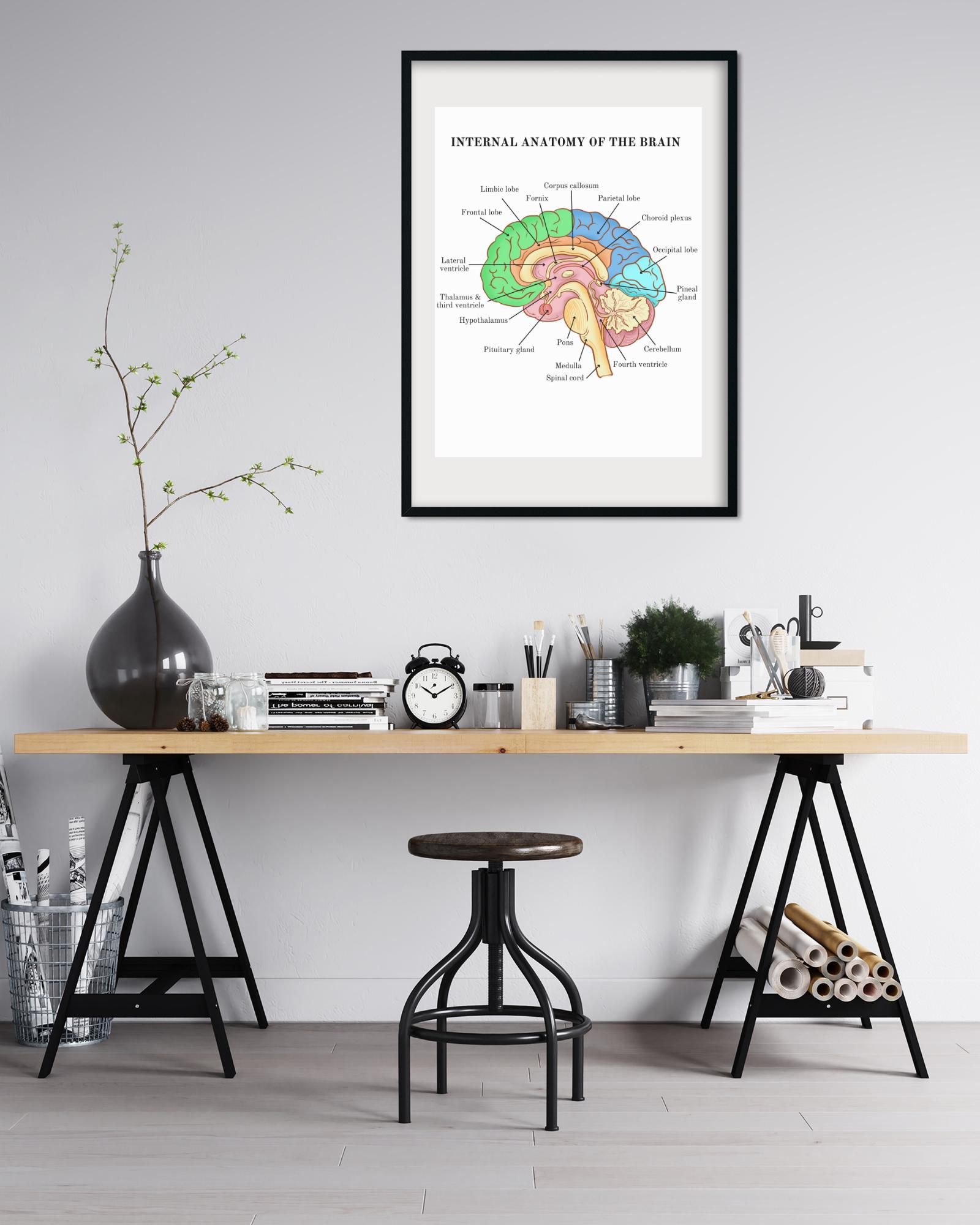 Brain Anatomy | Anatomy Study Tool | Neurology Study Tool| Digital ...