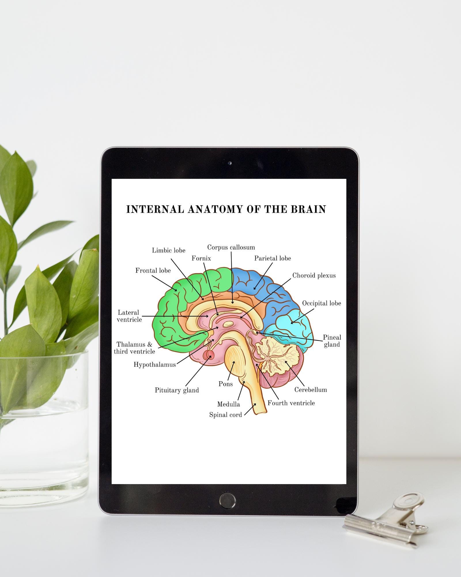 Brain Anatomy | Anatomy Study Tool | Neurology Study Tool| Digital ...
