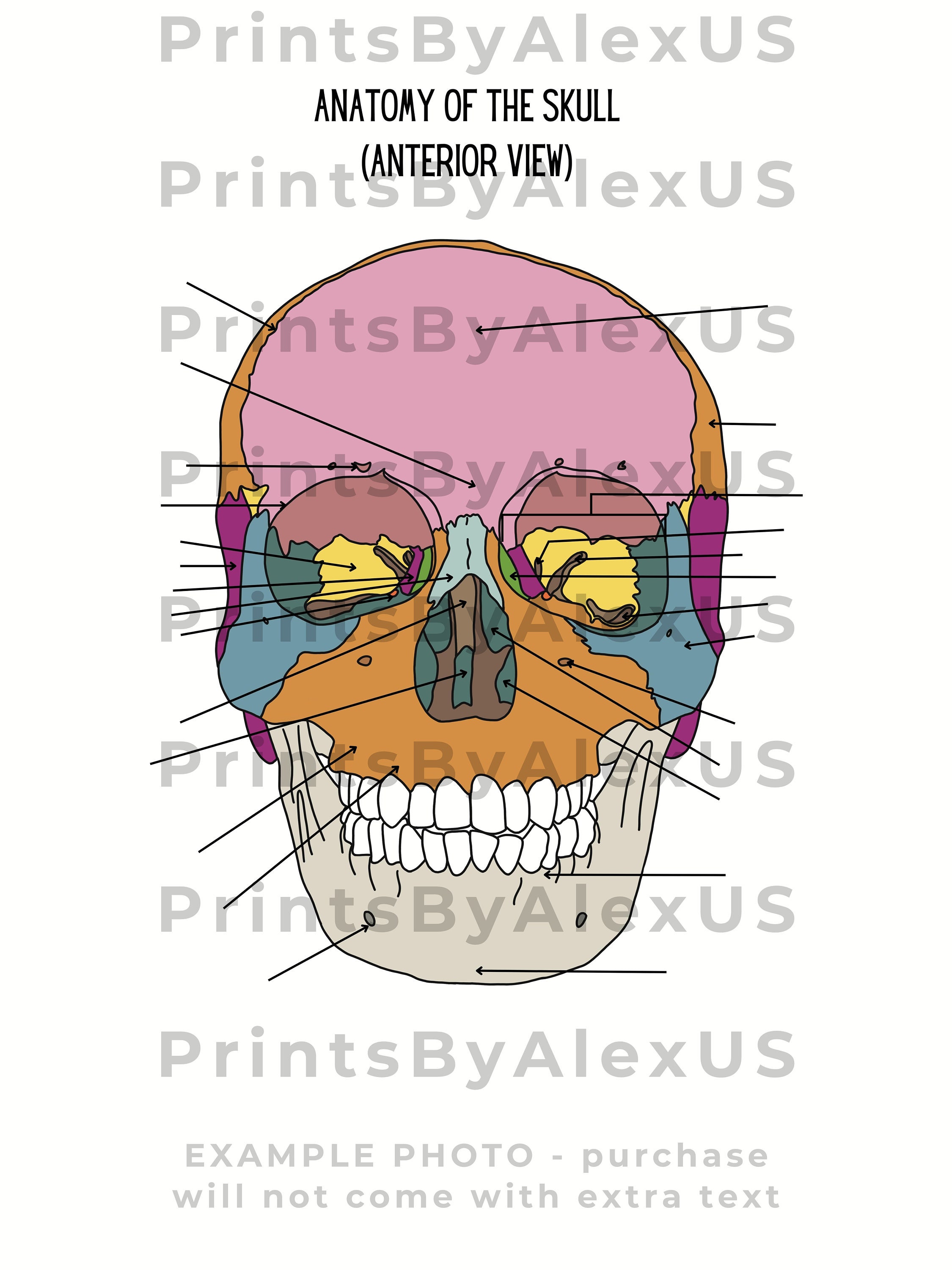 Skull Unlabeled