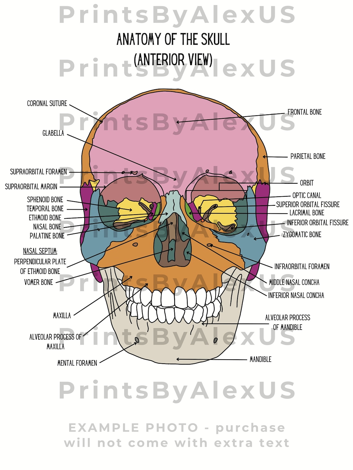 Skull Anatomy Diagram: Labeled & Unlabeled Study Tool (digital Download ...