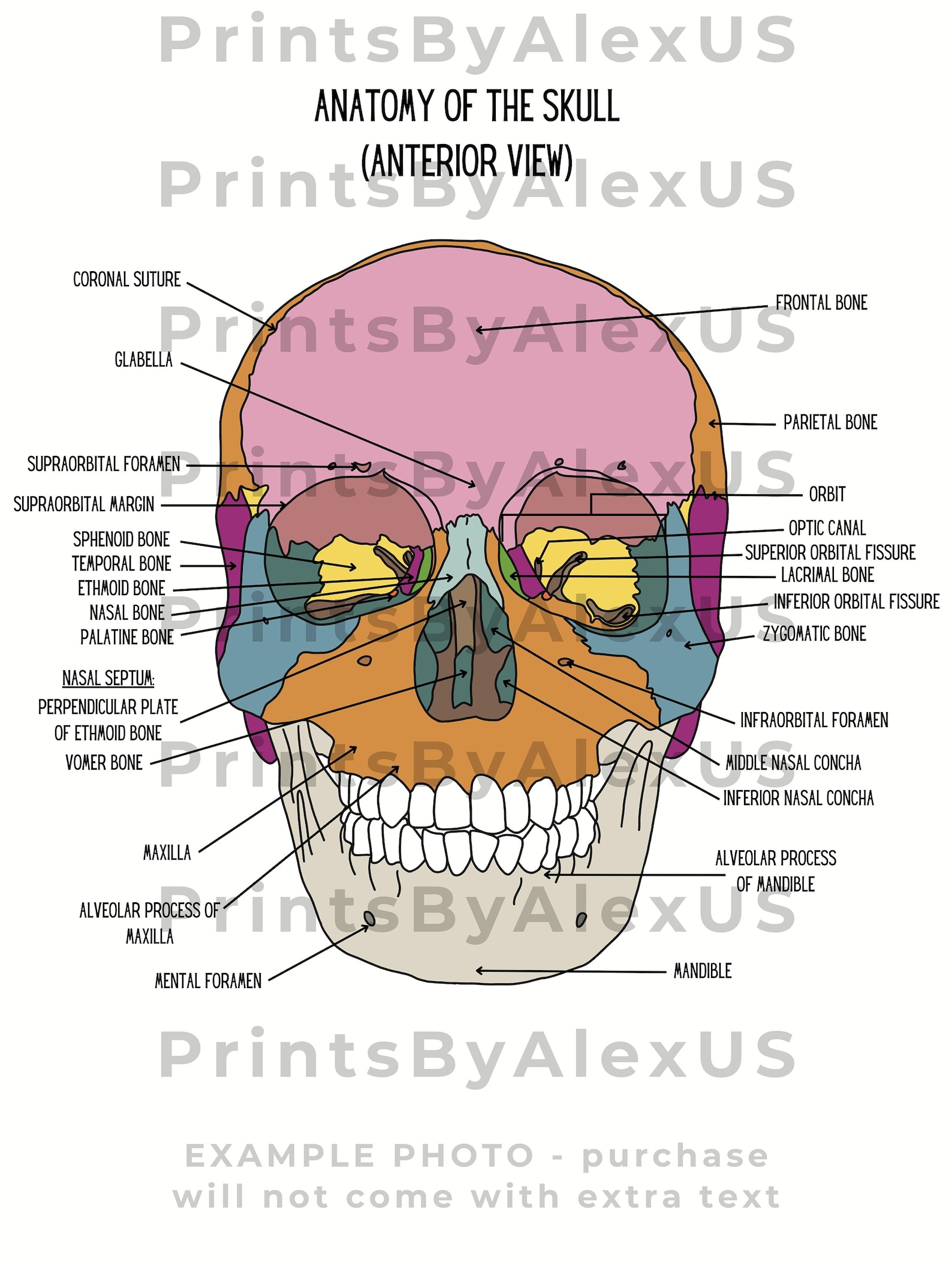 Anatomy of the Skull | Anatomy Study Tool | Learning Diagram | Anatomy ...