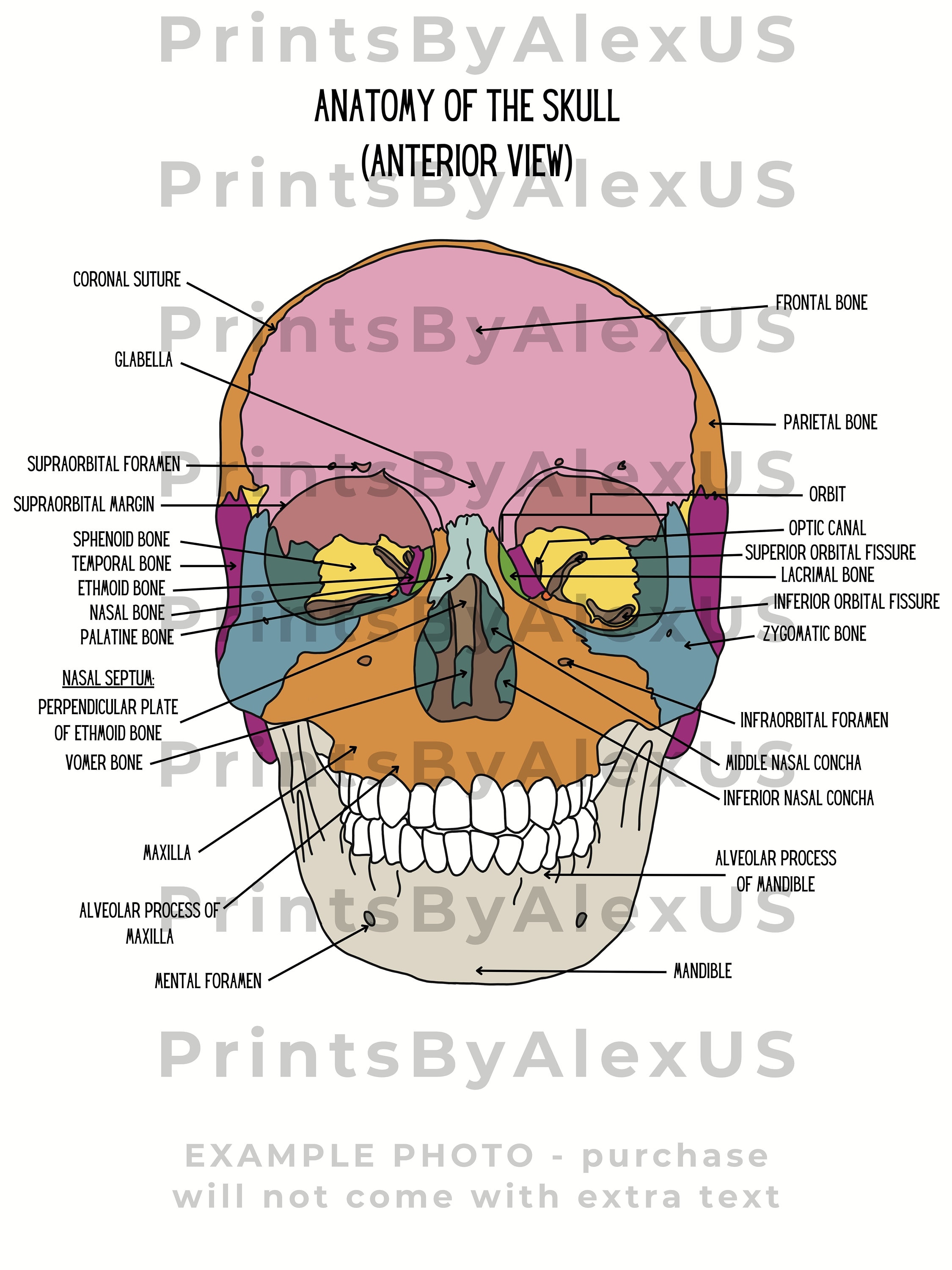 Anatomy of the Skull | Anatomy Study Tool | Learning Diagram | Anatomy Coloring Page | Labeled ...
