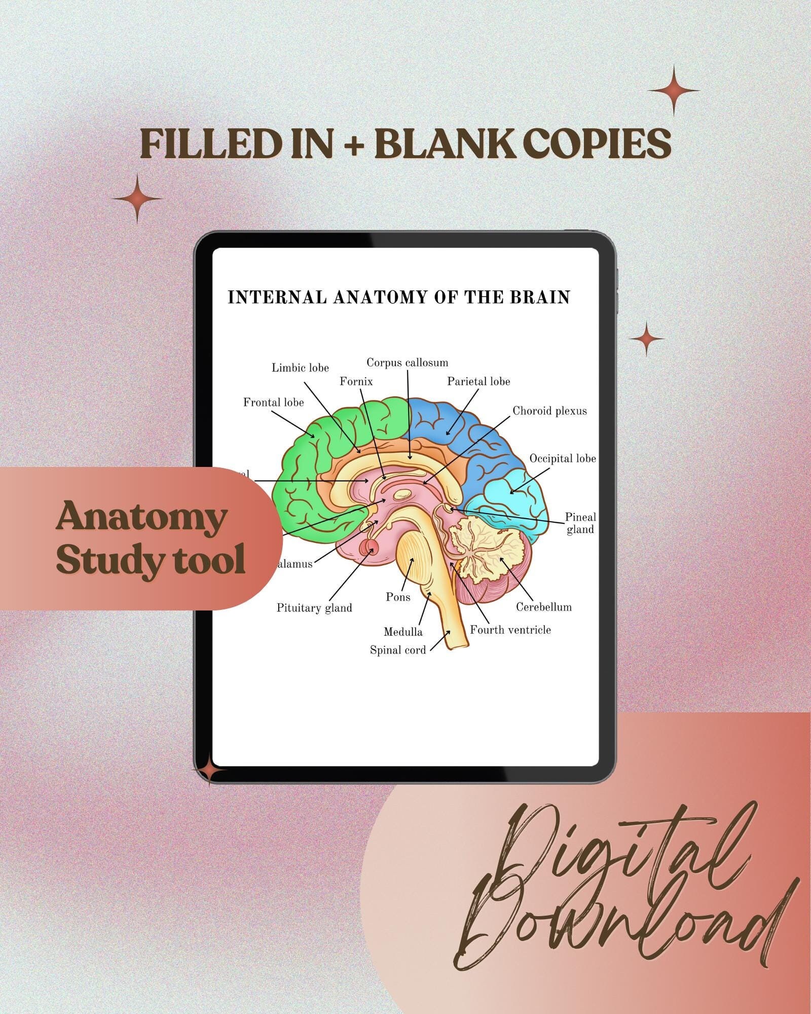 Brain Anatomy | Anatomy Study Tool | Neurology Study Tool| Digital ...