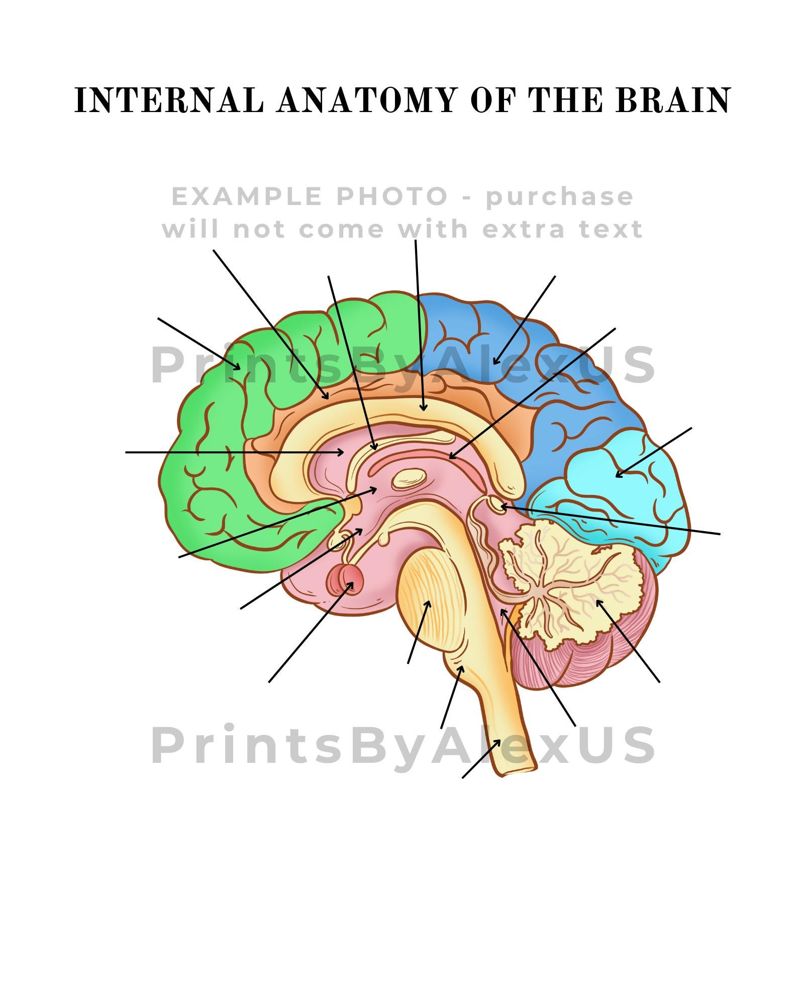 Brain Anatomy | Anatomy Study Tool | Neurology Study Tool| Digital ...