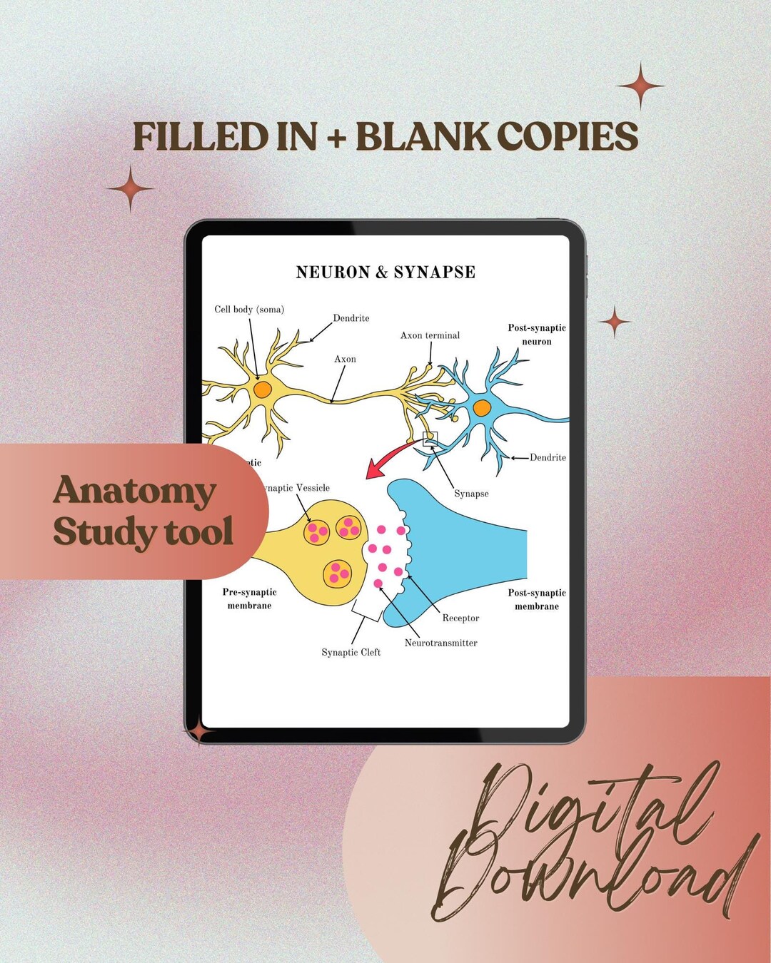 Neuron & Synapse | Anatomy Study Tool | Neurology Study Tool | Digital ...