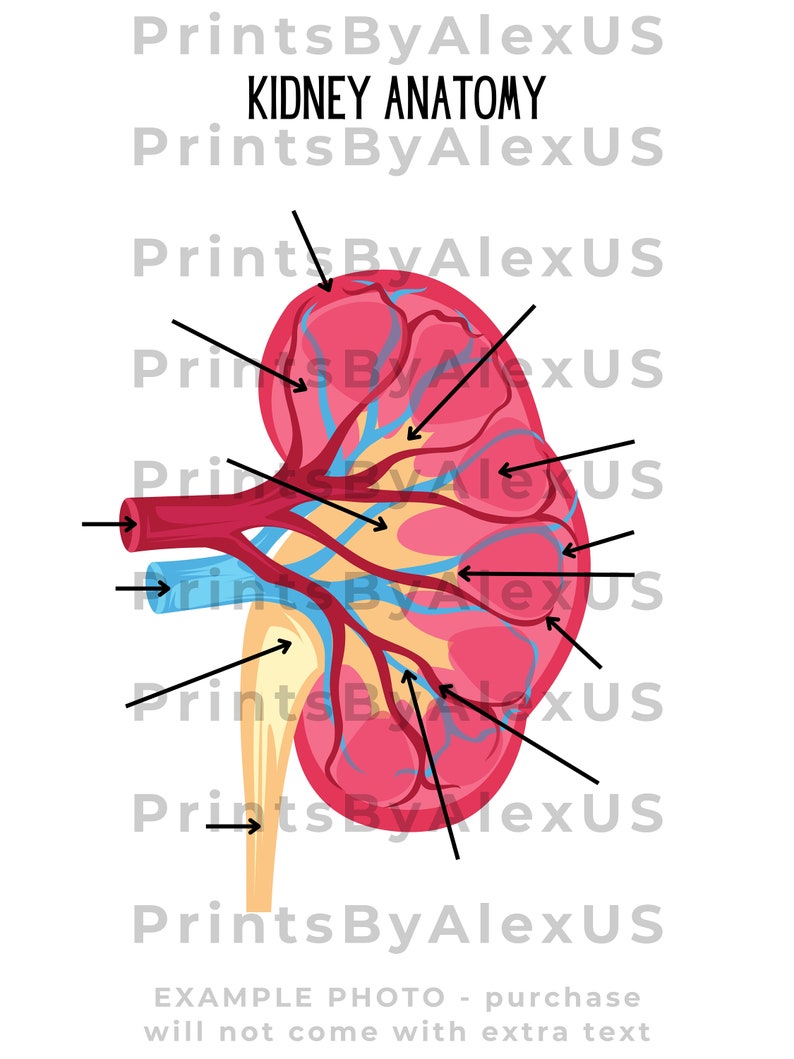 Kidney Anatomy Diagram Anatomy Study Tool Labeled Human Kidney Anatomy ...