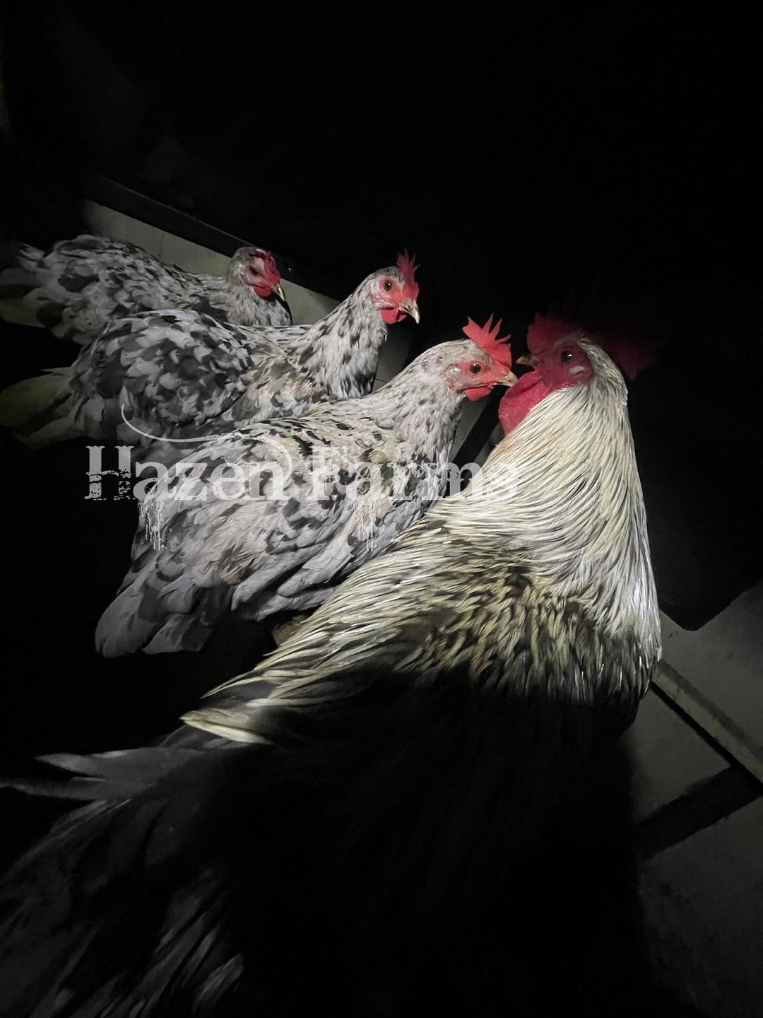 42 Organic Silverudd Eggs FREE SHIPPING - Etsy