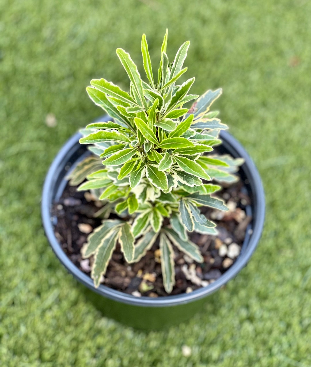 Gold Crest False Aralia 6 Inch Pot - Etsy