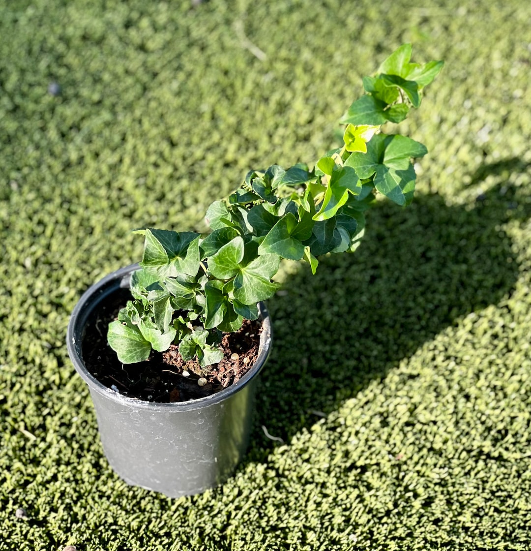 Curly Locks Green Ivy | 4 Inch Pots - Etsy