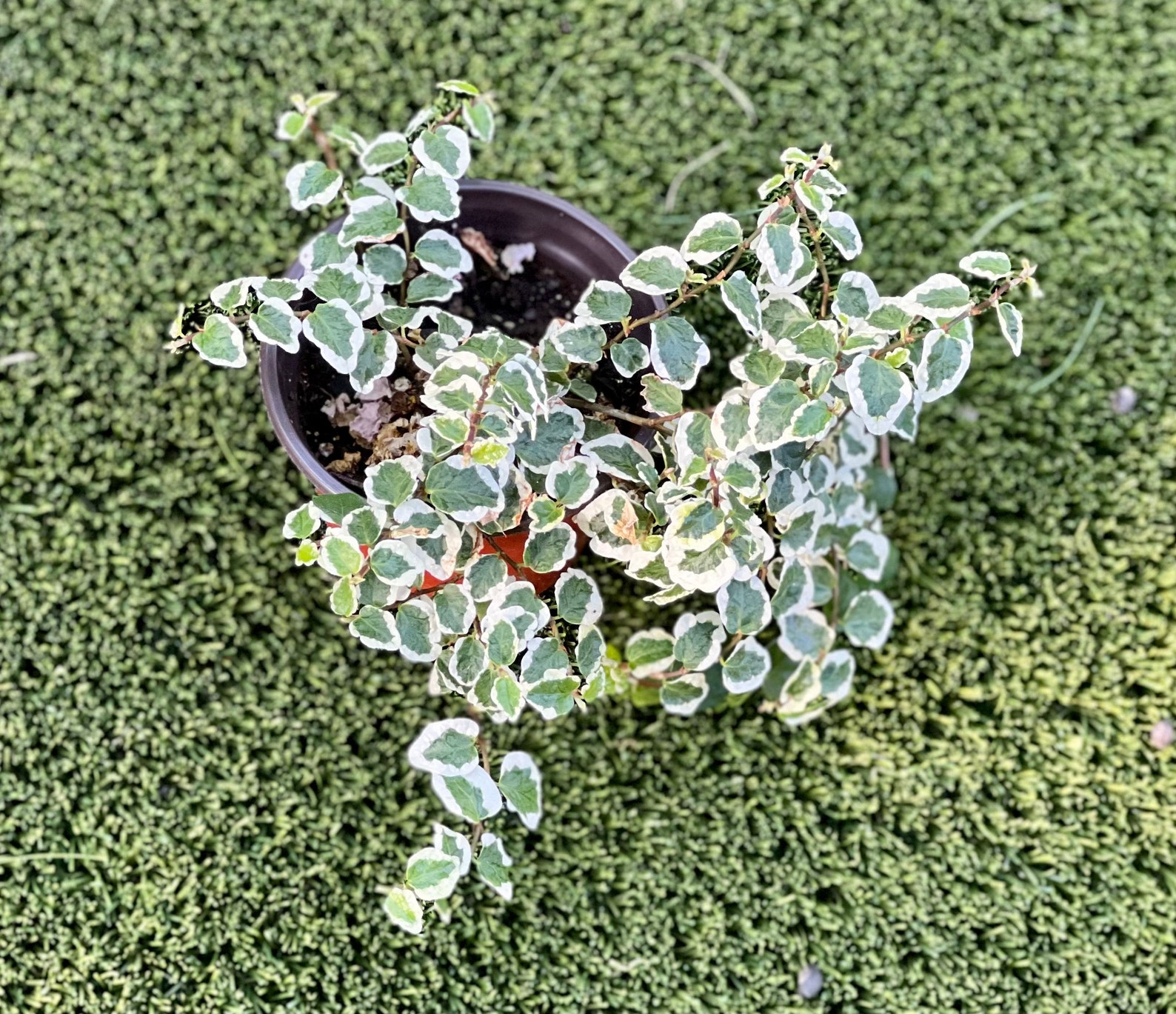 Bellus Creeping Fig - Etsy