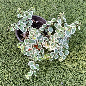 Bellus Creeping Fig - Etsy