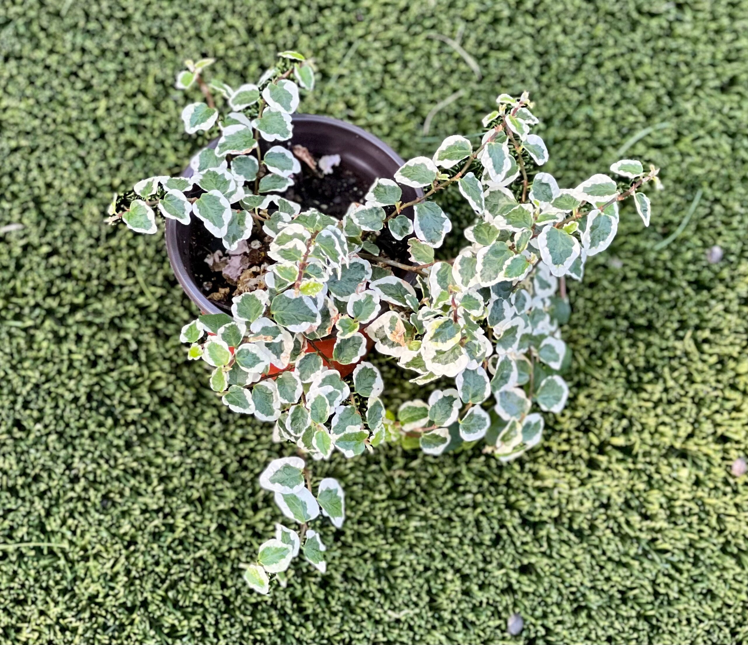 Bellus Creeping Fig - Etsy