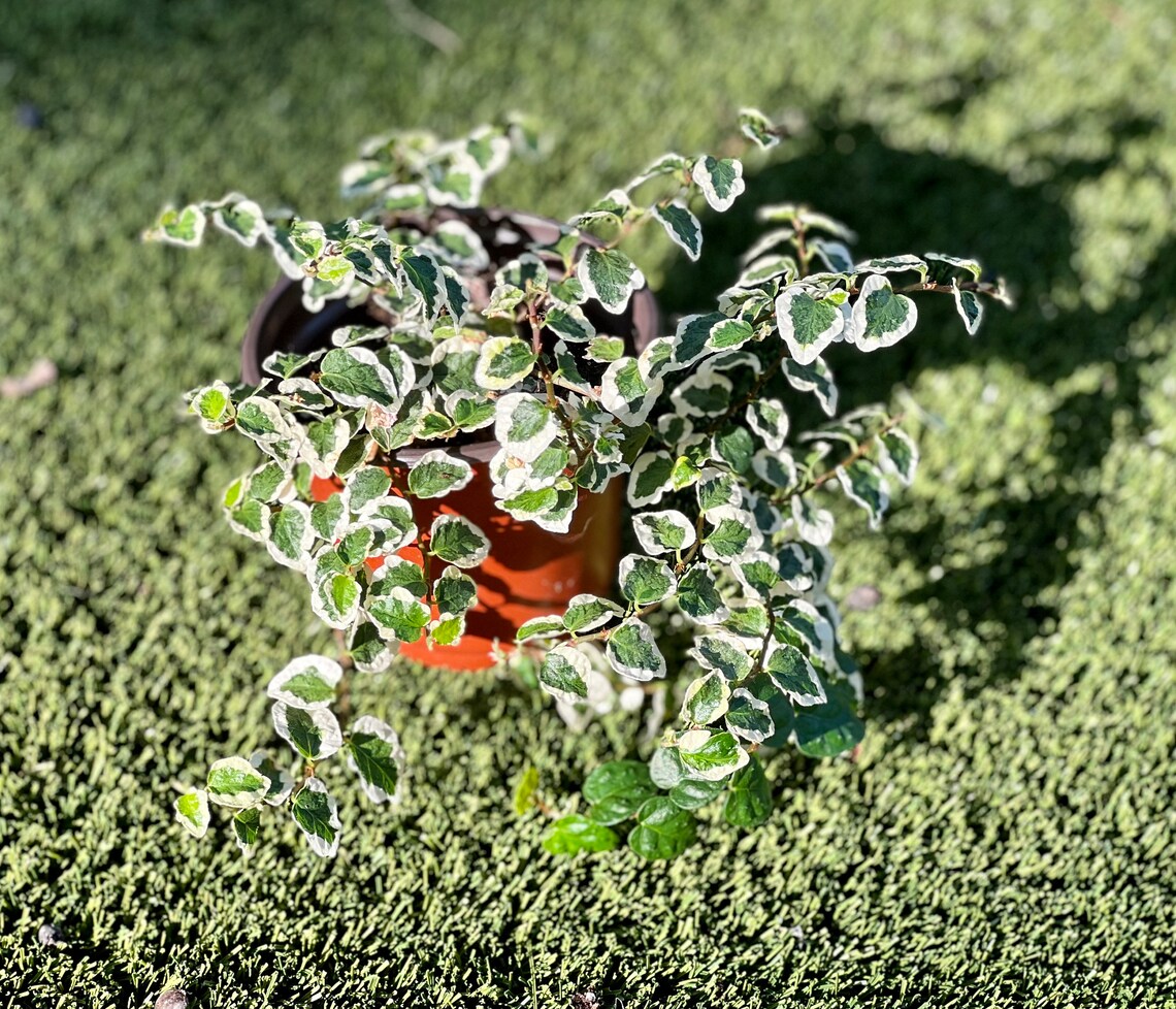 Bellus Creeping Fig - Etsy