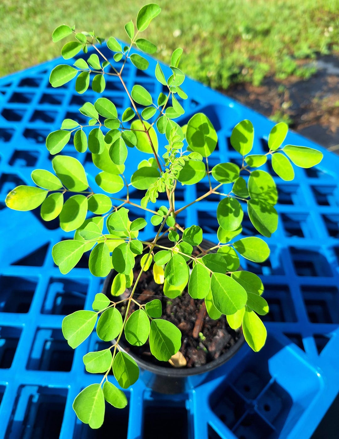 Moringa Tree NO Ca,tx,la,az,ak,hi Fruit Tree Edible Plant Live Plant ...