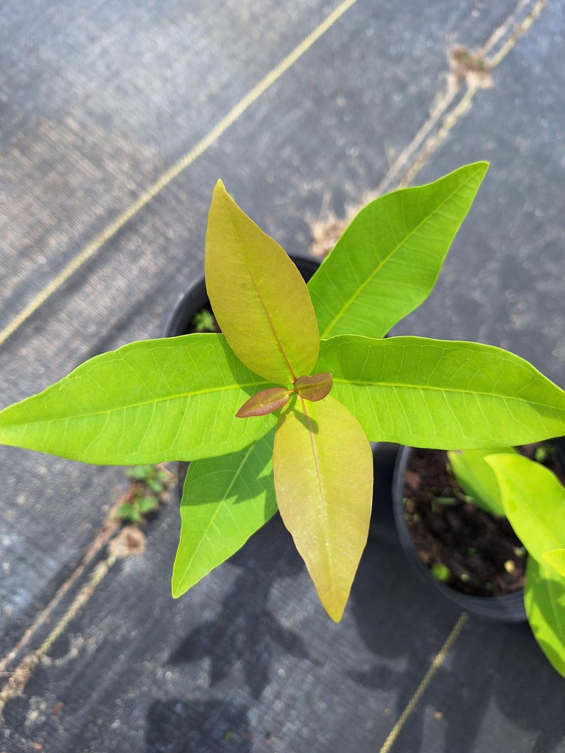 Wax Jambu Fruit Tree, Java Apple, Rose Apple - Etsy