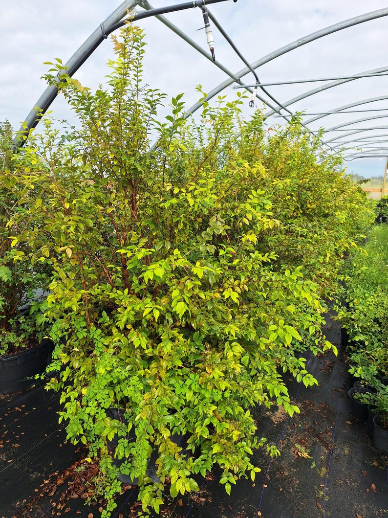 15 Red Jaboticaba Seeds – Dwarf Brazilian Grape Variety - Etsy