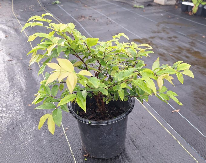 Red Hybrid Jaboticaba Fruit Tree, Dwarf Brazilian Grape Plant, Myciaria ...