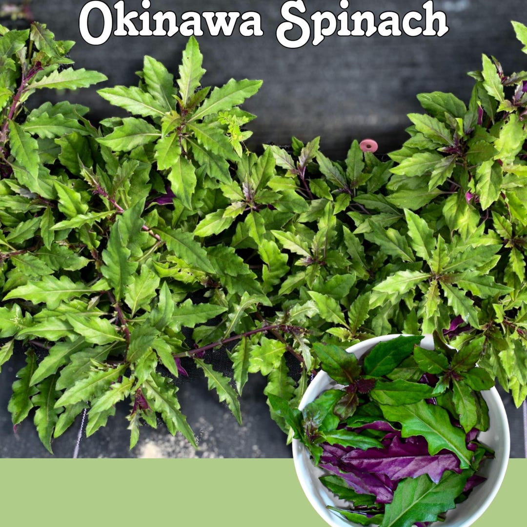 Okinawa Spinach 7X Plants Free Shipping NO Ca,tx,la,az,ak,hi - Etsy