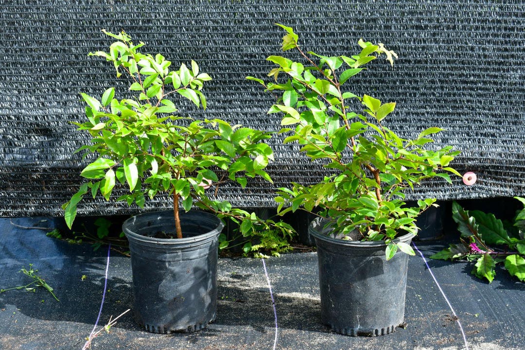 Jabuticaba Red Hybrid Jaboticaba Fruit Tree Myrciaria Cauliflora NO Ca ...