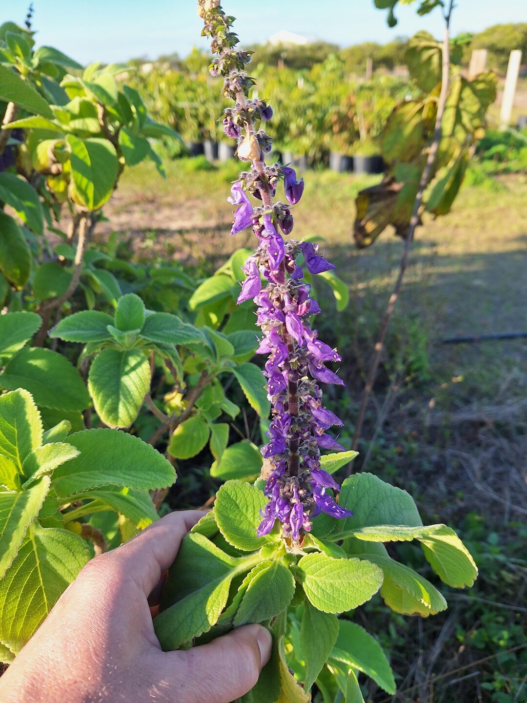 Blue Spur Plant Cutting: Organic Toilet Paper Plant - Edible Spice - Etsy