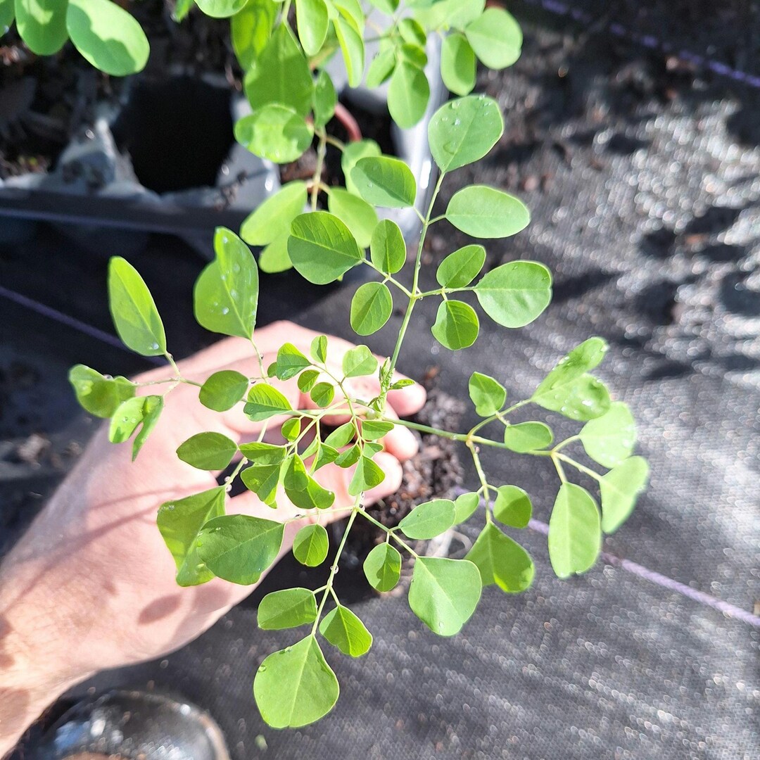 Moringa Tree 5X FREE SHIPPING NO Ca,tx,la,az,ak,hi Fruit Tree Edible ...