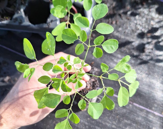 Moringa Tree 5X FREE SHIPPING NO Ca,tx,la,az,ak,hi Fruit Tree Edible ...