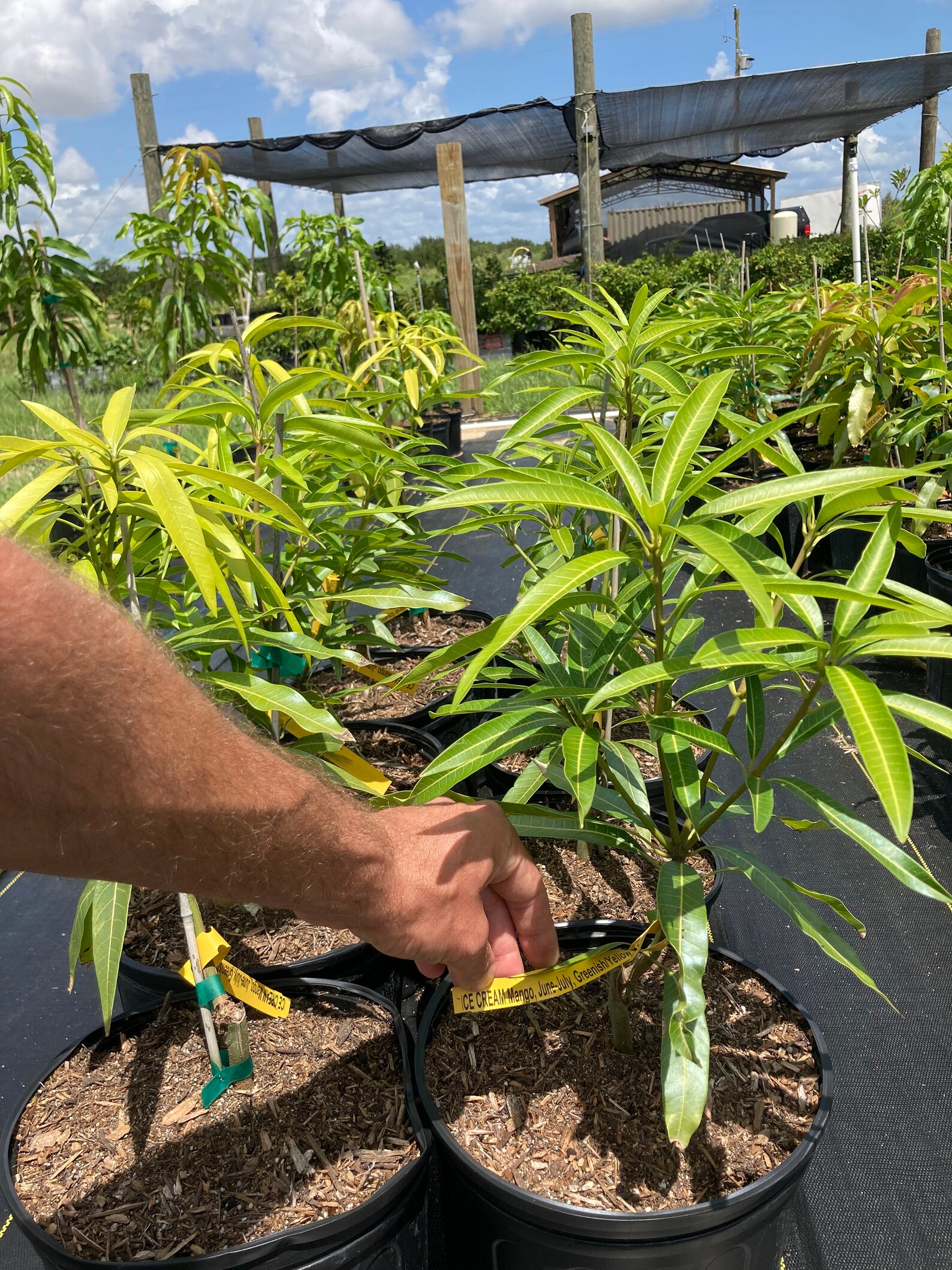 Ice Cream Mango Tree 3gal - Etsy