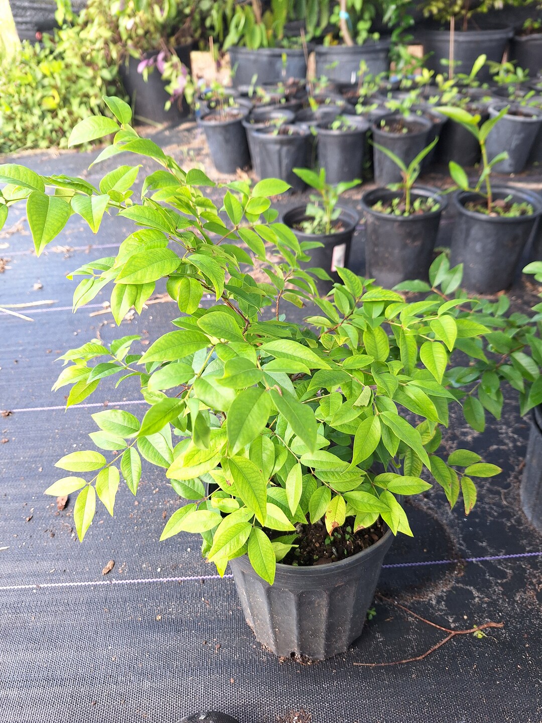 Red Jaboticaba Fruit Tree plinia Cauliflora NO Ca,tx,la,az,ak,hi - Etsy