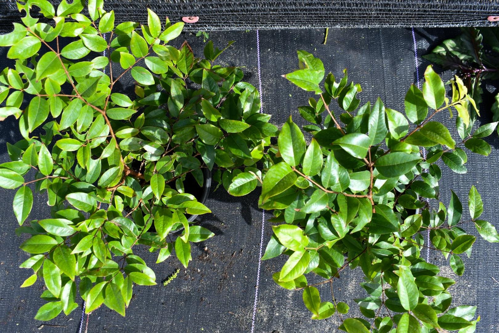 Jabuticaba Red Hybrid Jaboticaba Fruit Tree Myrciaria Cauliflora NO Ca ...