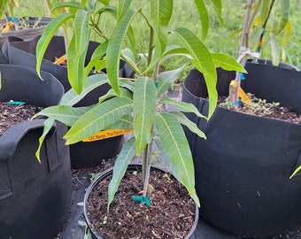Grafted Mango Trees - Etsy