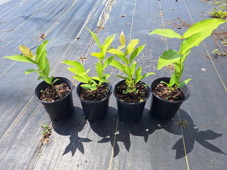 Wax Jambu Fruit Tree, Java Apple, Rose Apple - Etsy