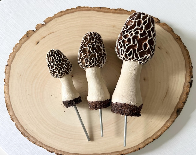 3 Morel Mushrooms for Landscape & Garden. 1 Small/1 Medium/1 Large (3 ...