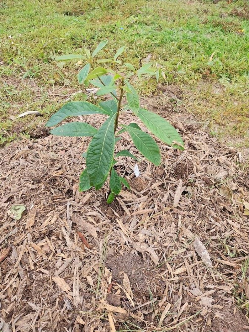 Franklinia Alatamaha Seeds – Franklin Tree – 5 Seeds - Etsy