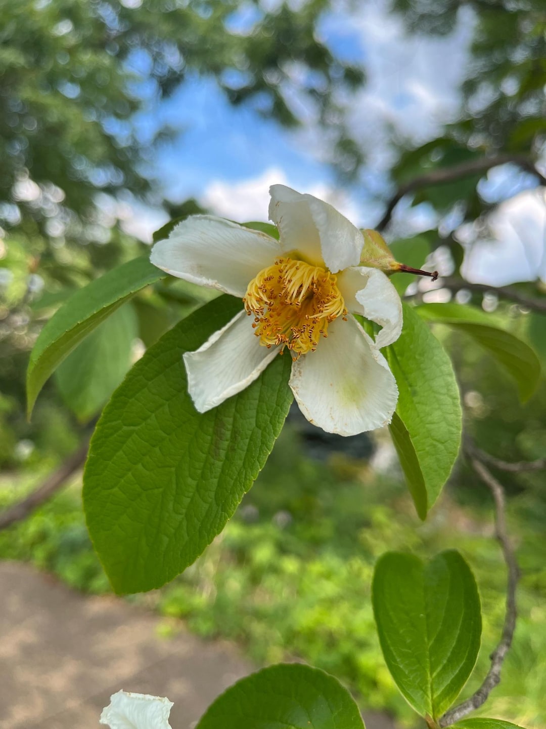 Franklinia Alatamaha Seeds – Franklin Tree – 5 Seeds - Etsy