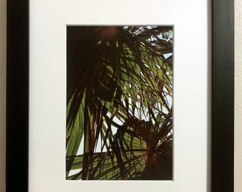 8x10 / Palm Tree Photograph Print / Palm Photograph / California ...