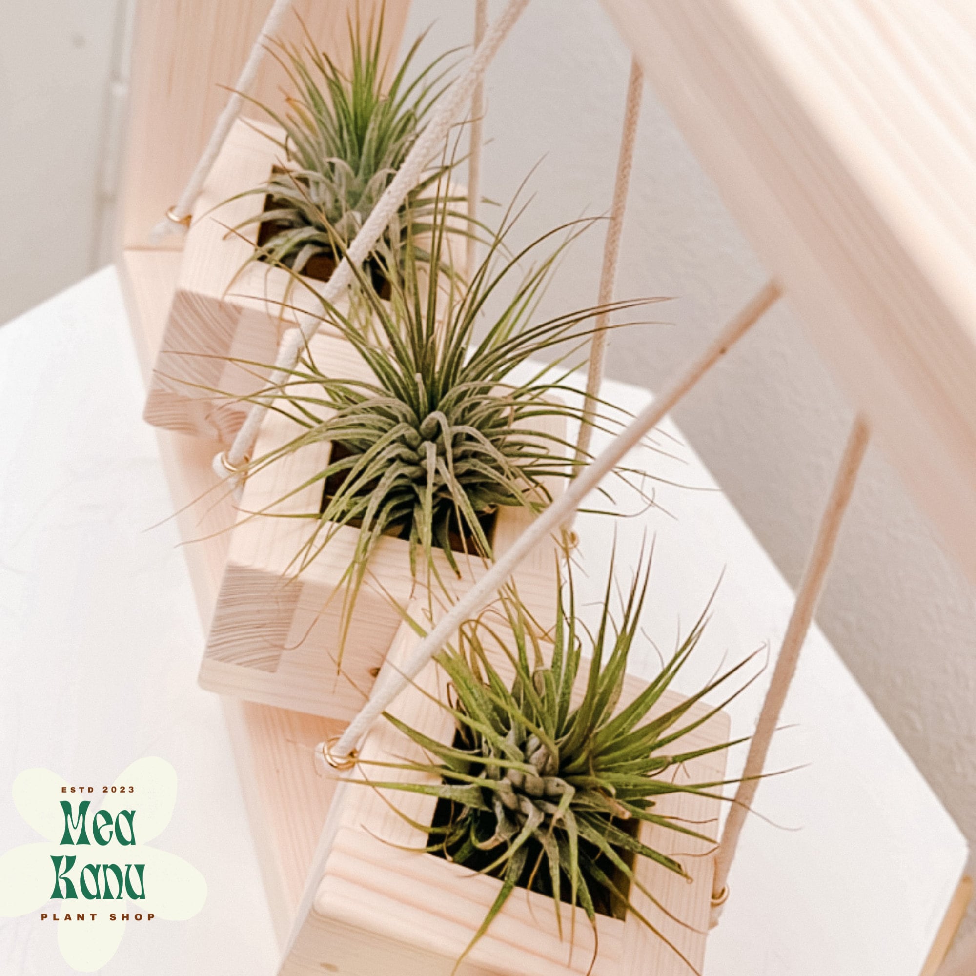 Air Plant Shelf, Wood Air Plant Decor, Air Plant Decor, Boho Decor, Air ...