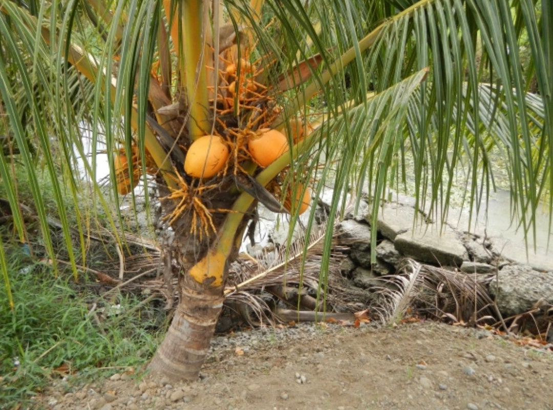 Yellow Malayan Dwarf Coconut Palm Tree - Etsy Australia