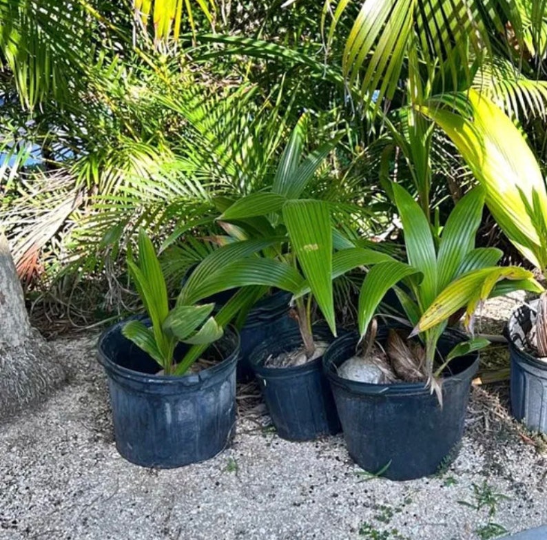 Yellow Malayan Dwarf Coconut Palm Tree - Etsy Australia