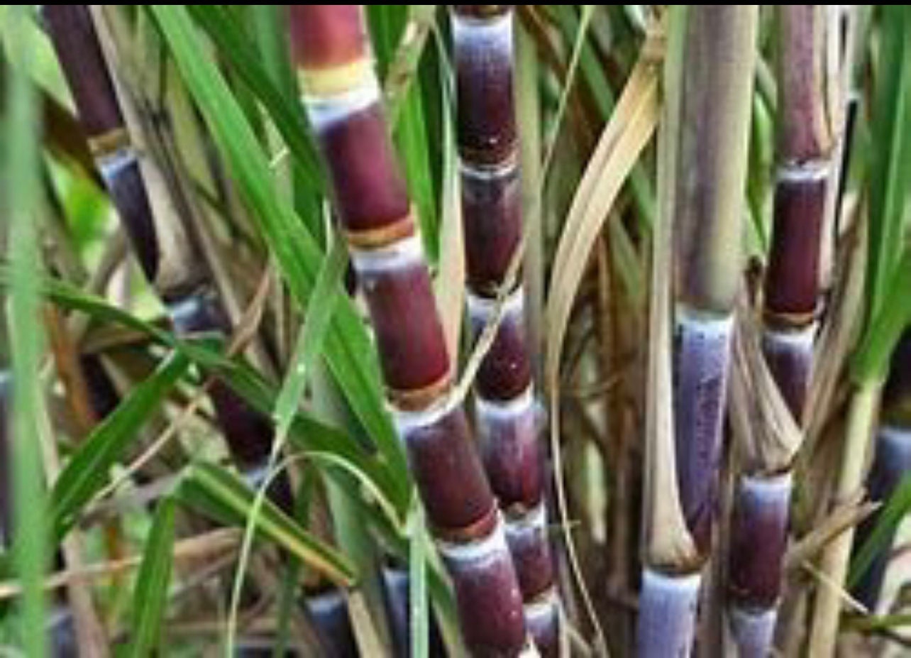 Sugar Cane Cutting - Etsy