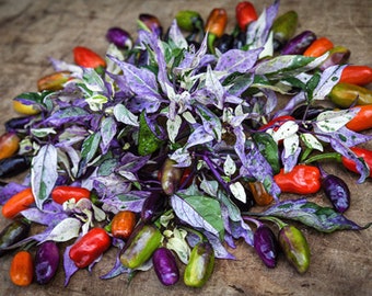 Gator Jigsaw Ultra Hot Pepper Premium Seed Packet - Etsy