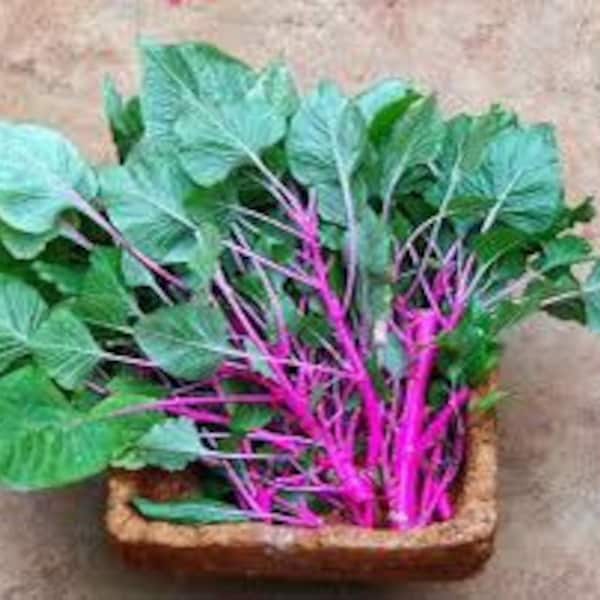 Amaranth Pink - Etsy